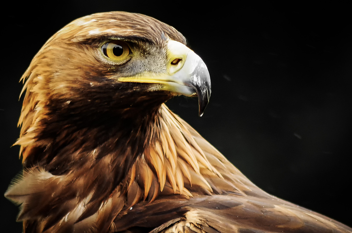 First Eagle launches evergreen BDC