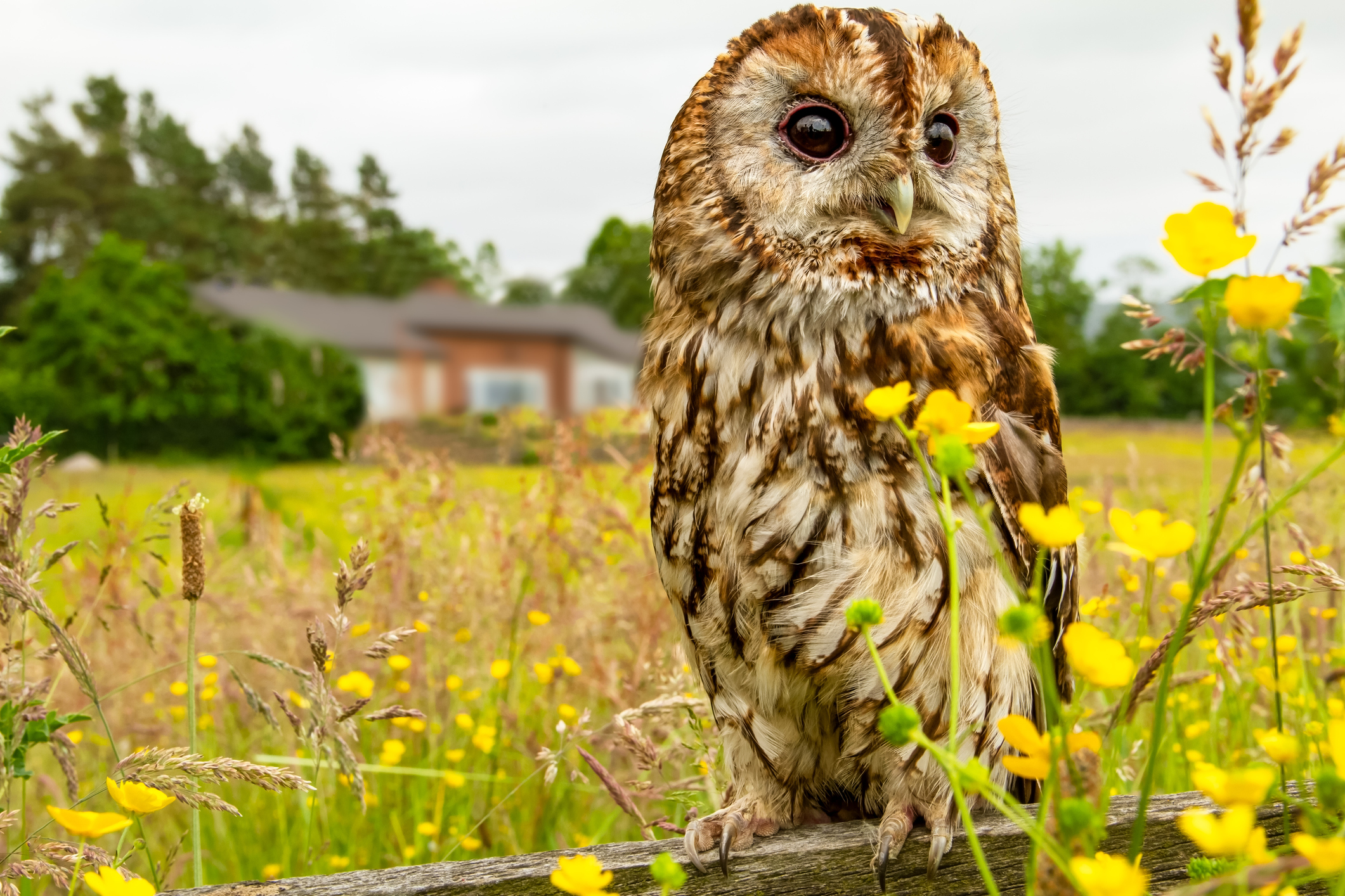 Blue Owl halts quarterly redemptions in a non-traded BDC