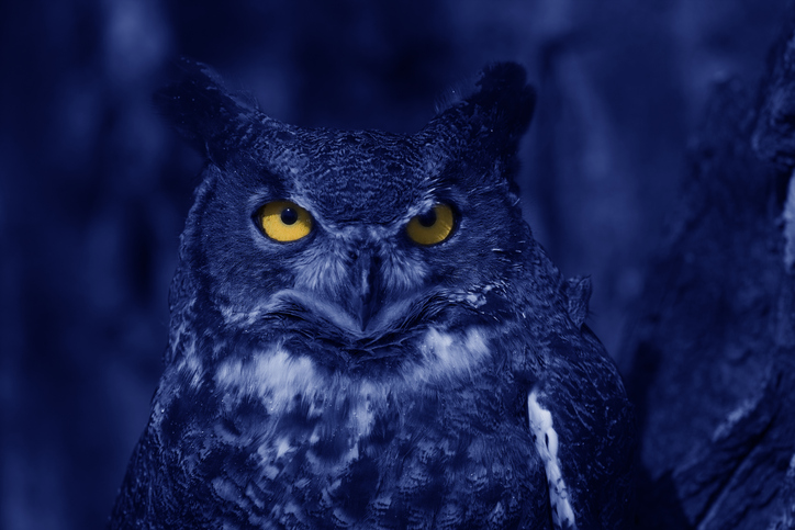 Blue Owl’s Lipschultz seeks to quell fears of ‘red flags’ in software ...